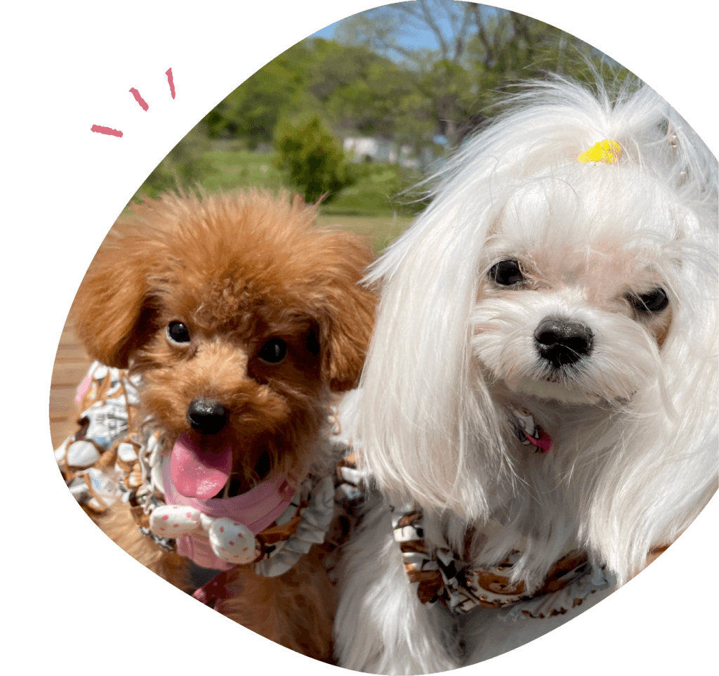 ホーム | 札幌市白石区ペットショップ | Dog Circle AspA （エースパ）